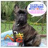 How to use べき ( = beki) – Maggie Sensei