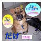 How to use しか & だけ ( shika & dake) & だけしか ( = dakeshika) – Maggie Sensei