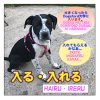 How to use 入る & 入れる ( = hairu & ireru) – Maggie Sensei